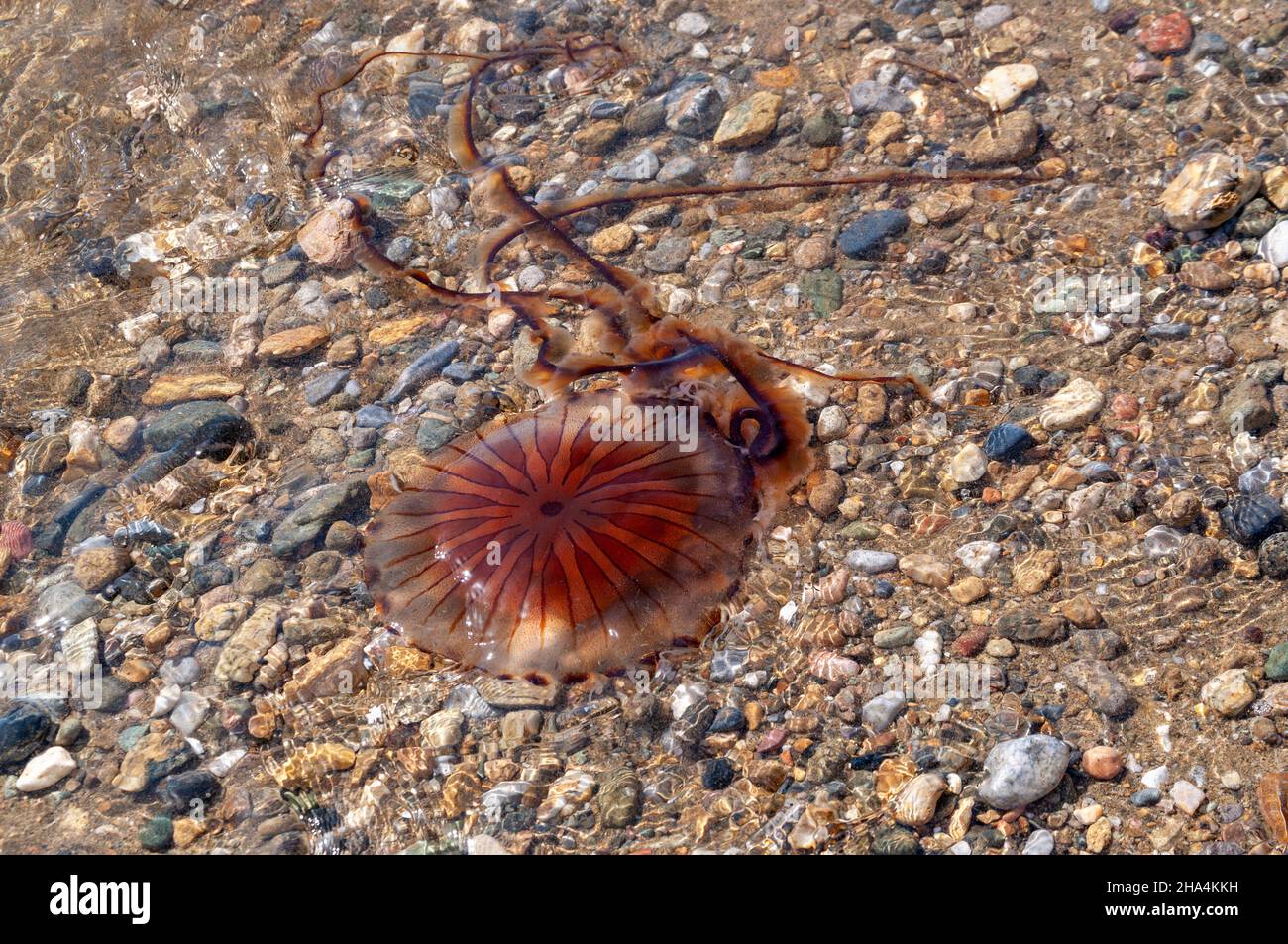 Nahaufnahme einer roten qualle am strand in griechenland -Fotos und ...