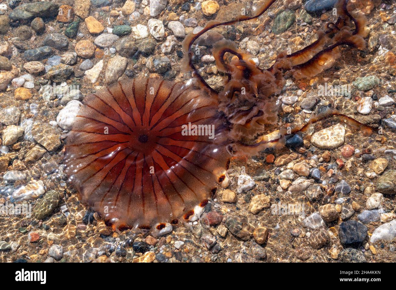 Nahaufnahme einer roten qualle am strand in griechenland -Fotos und ...