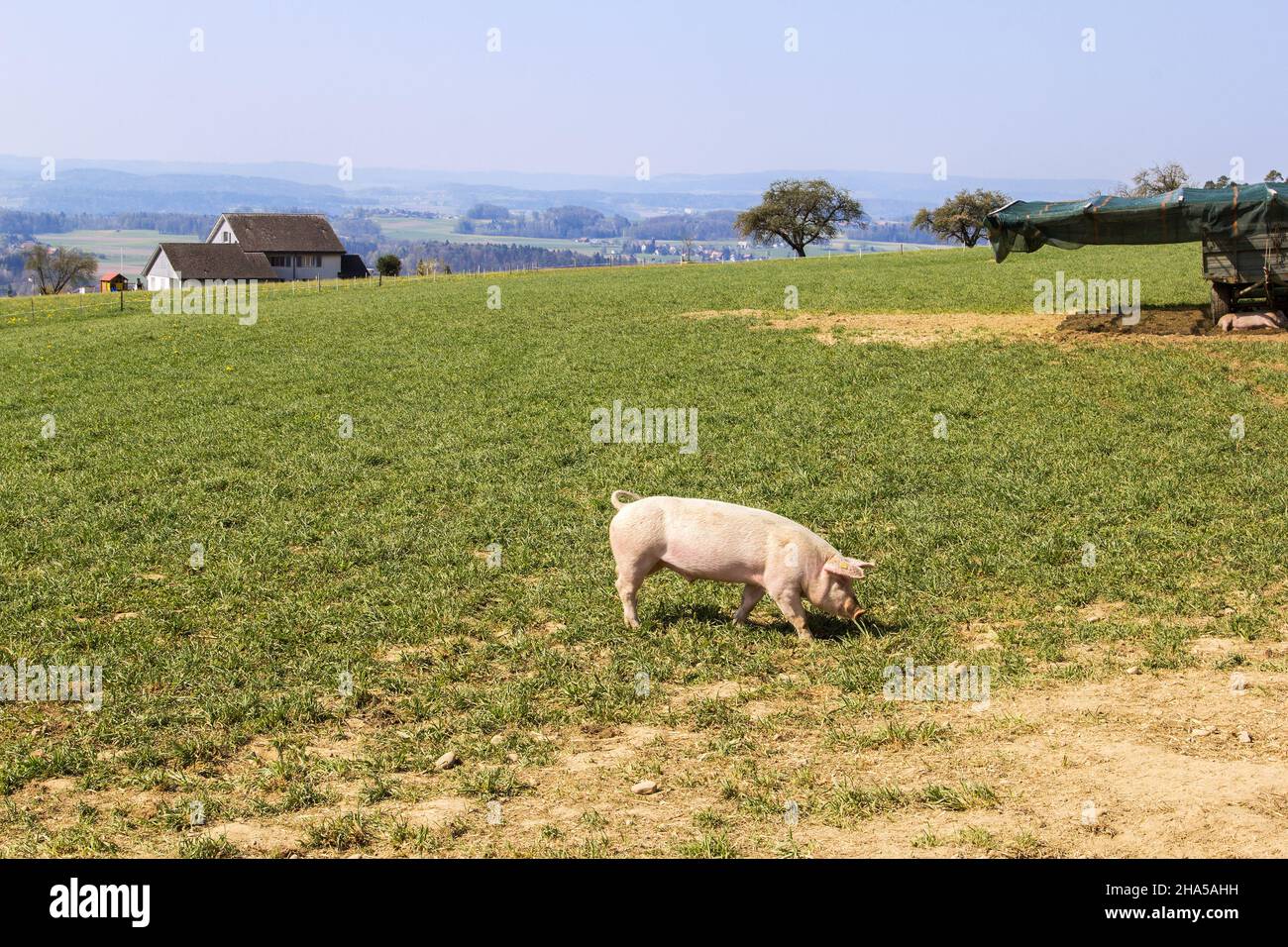 Landwirt, Der Schwein Im Feld Geht Stockfotos und -bilder Kaufen - Alamy