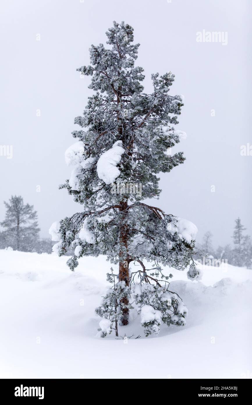 Ivalo finland -Fotos und -Bildmaterial in hoher Auflösung – Alamy