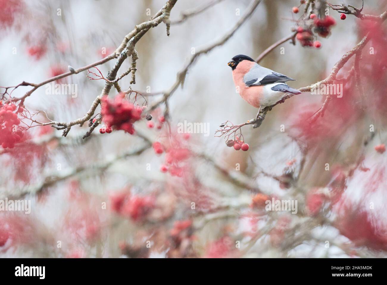 Nord gimpel -Fotos und -Bildmaterial in hoher Auflösung – Alamy