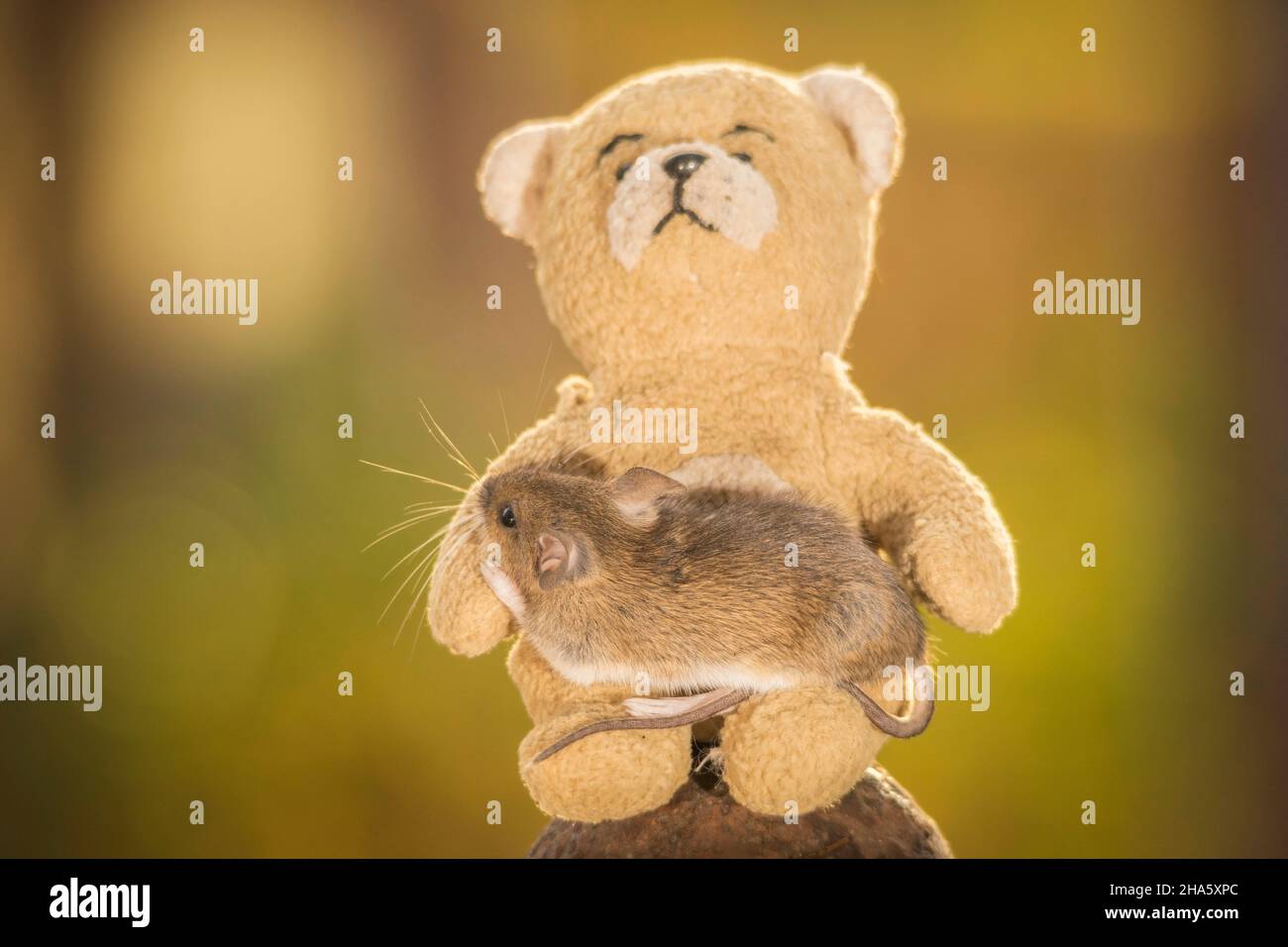 Zu einer maus -Fotos und -Bildmaterial in hoher Auflösung – Alamy