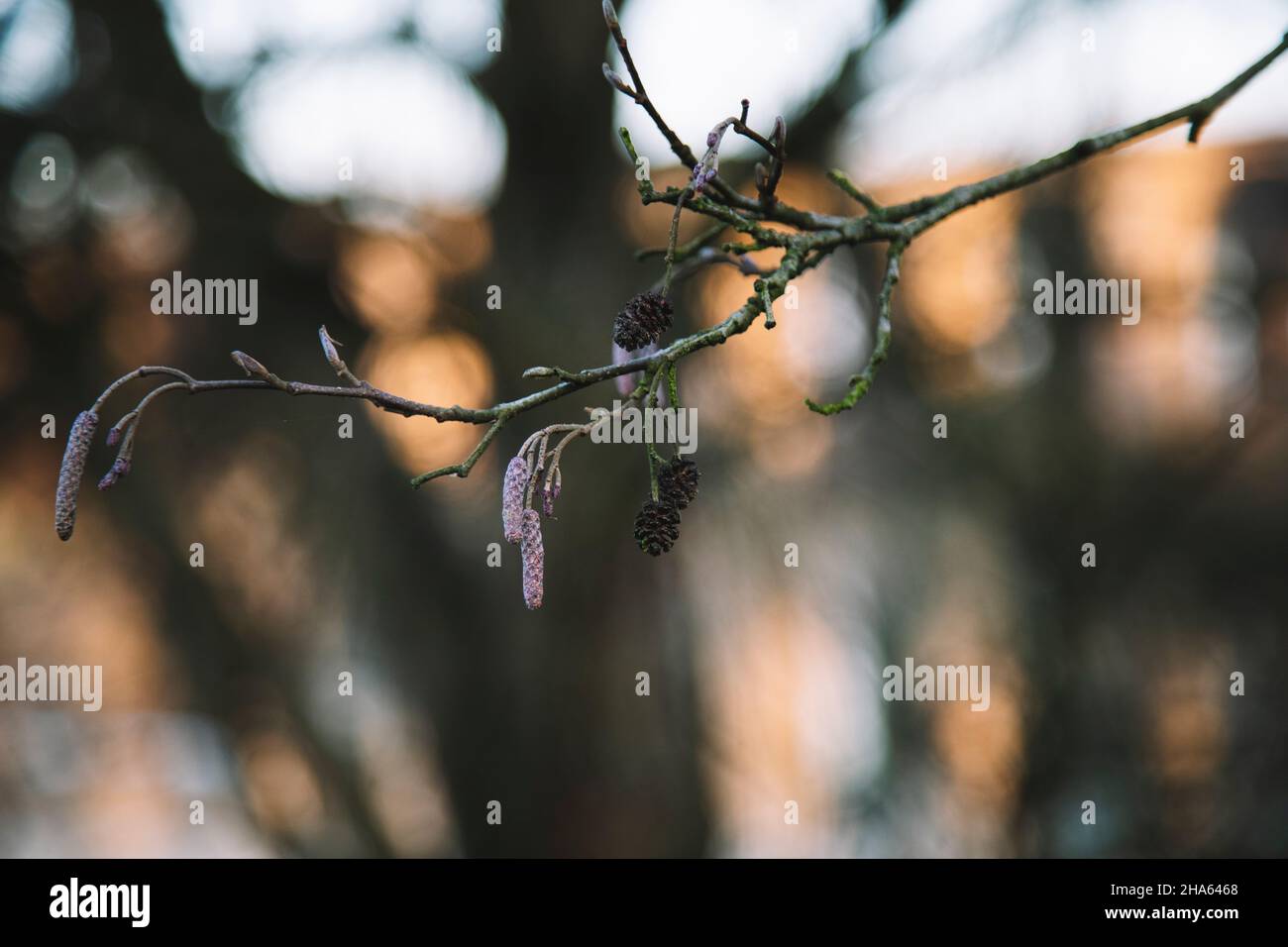 Westliche erle -Fotos und -Bildmaterial in hoher Auflösung – Alamy