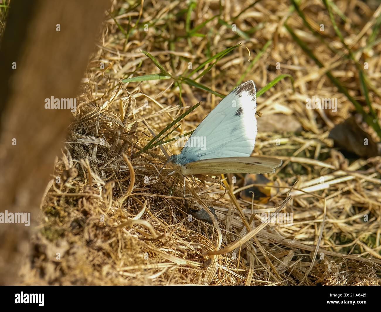 Polnische natur -Fotos und -Bildmaterial in hoher Auflösung – Alamy