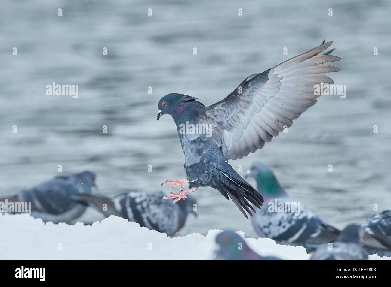 Wildtaube stadttaube columba livia domestica im schnee -Fotos und ...