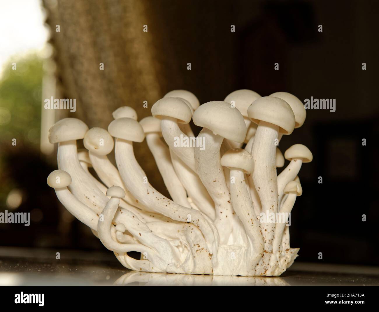 Weißer Buchenpilz, Buna-Shimeji, Shimeji, Buchenrasling (Hypsizygus ...