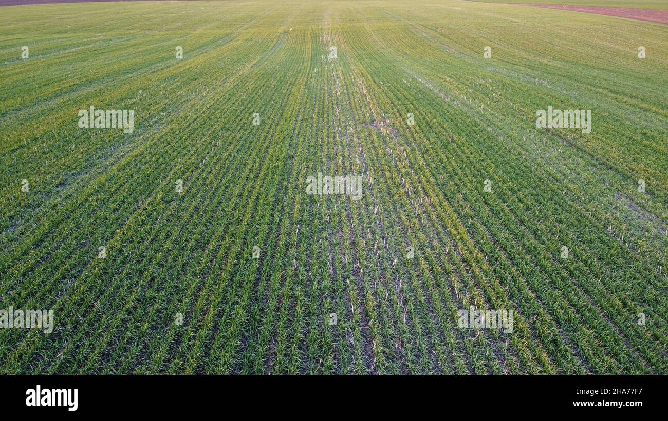 Jungpflanzen weizen -Fotos und -Bildmaterial in hoher Auflösung – Alamy