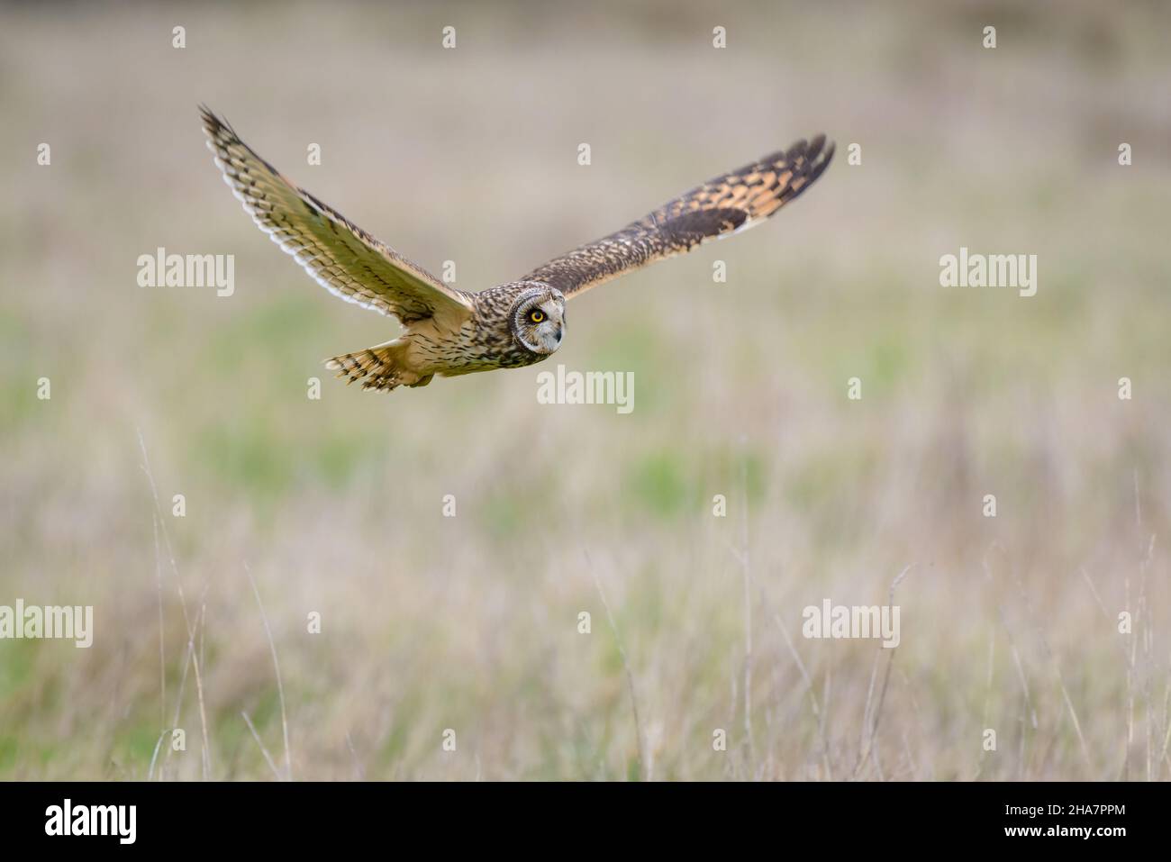 Fliegende waldohreule im winter -Fotos und -Bildmaterial in hoher Auflösung – Alamy