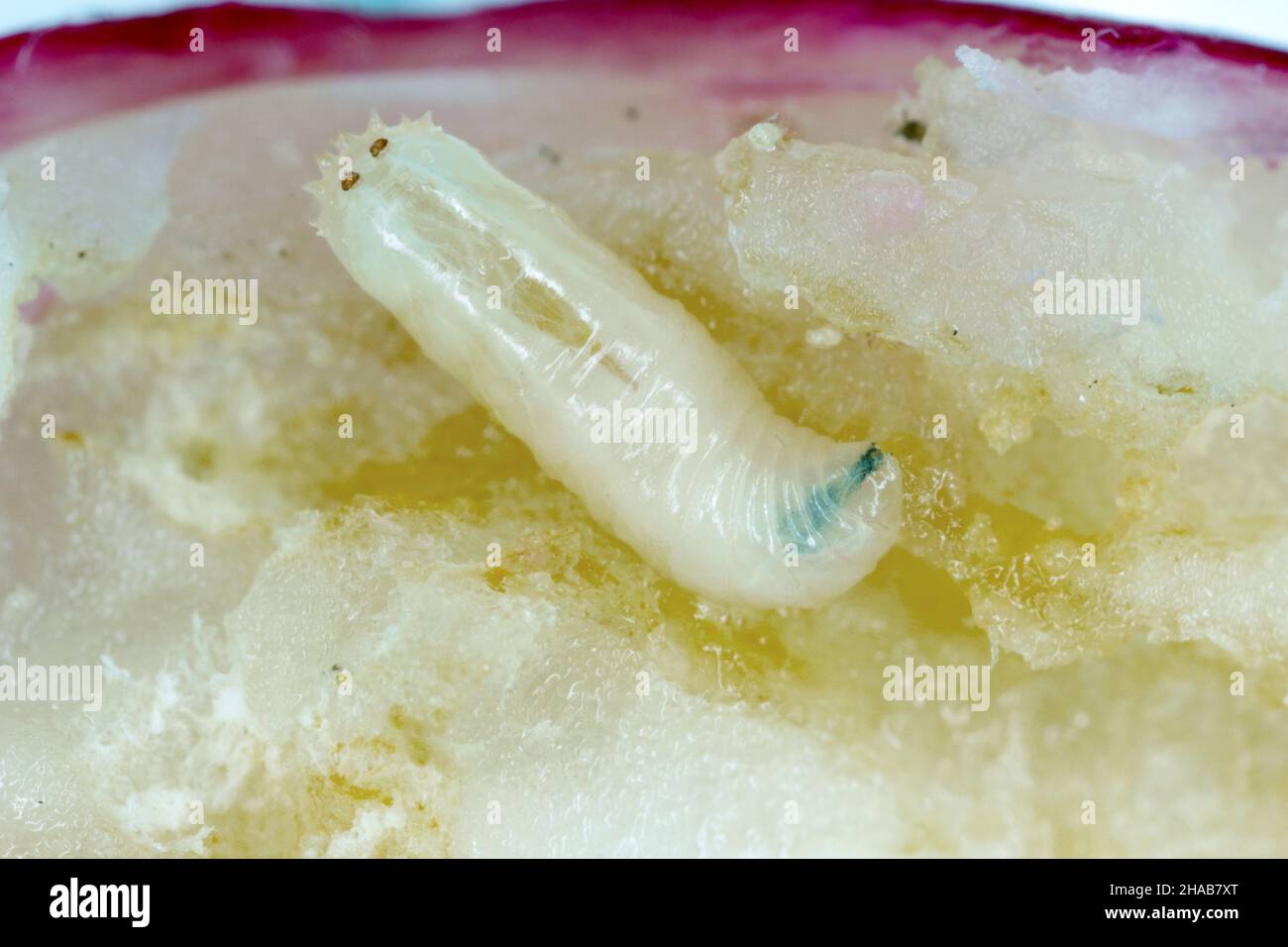 Larve von Kohlfliege, Kohlwurzelfliege, Wurzelfliege oder Rübenfliege ...