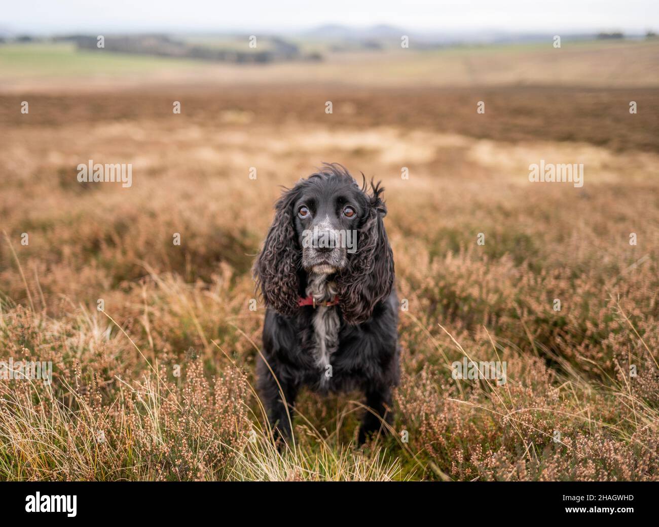 Schottische hunderassen -Fotos und -Bildmaterial in hoher Auflösung – Alamy