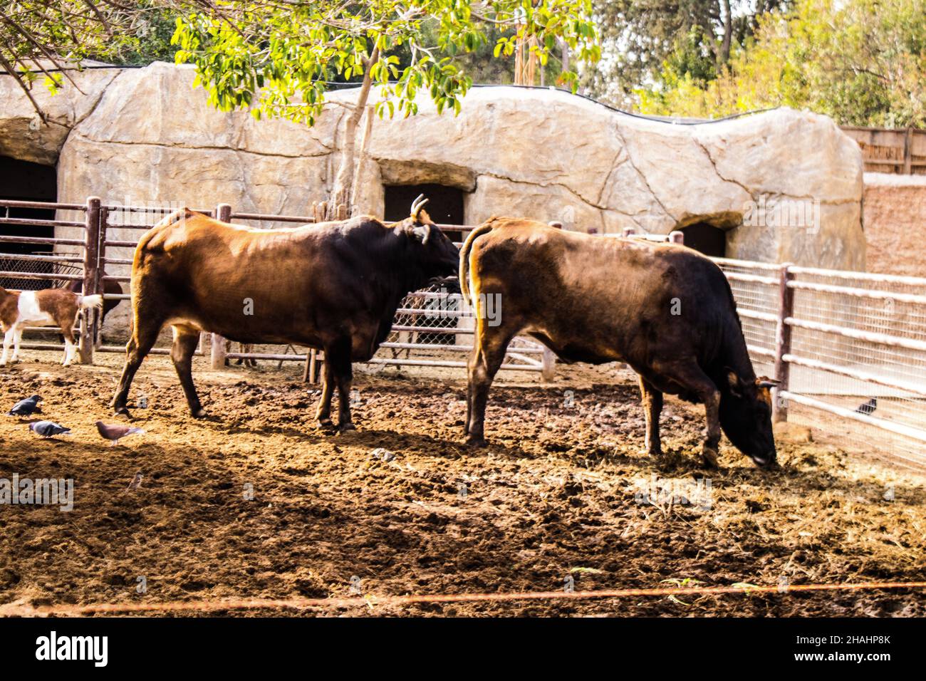 Limassol, Zypern - 12. Dezember 2021 Limassol Zoo, einer der größten in ...