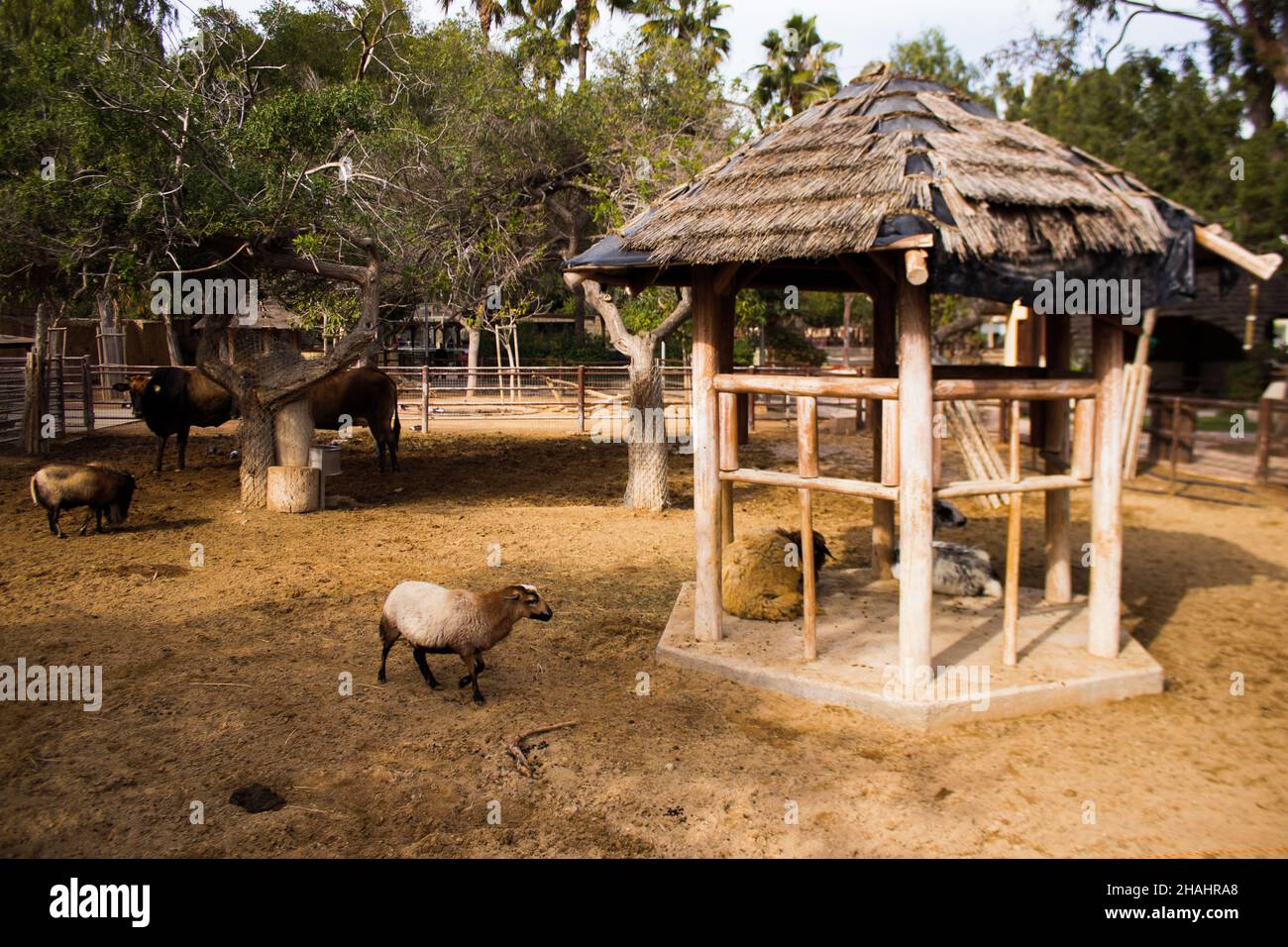 Limassol, Zypern - 12. Dezember 2021 Limassol Zoo, einer der größten in ...