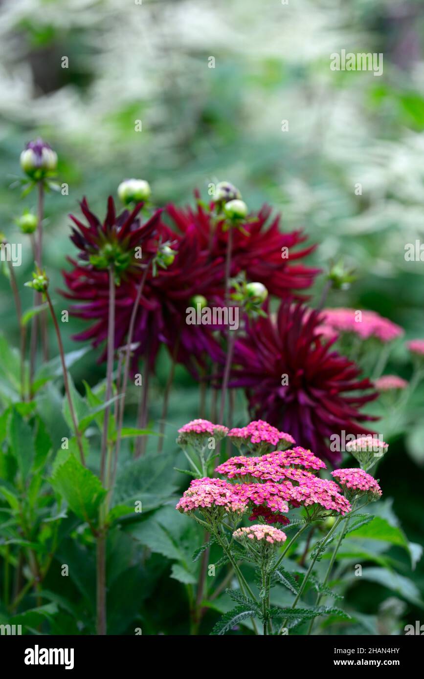 achillea millefolium Paprika, Schafgarbe, Dahlia, Dahlia Chat noir ...