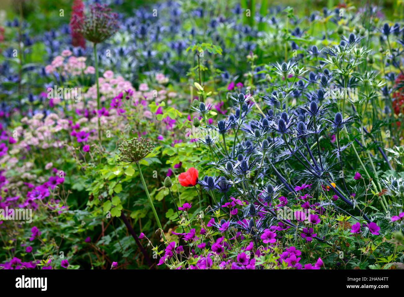 Dichtes pflanzschema -Fotos und -Bildmaterial in hoher Auflösung – Alamy