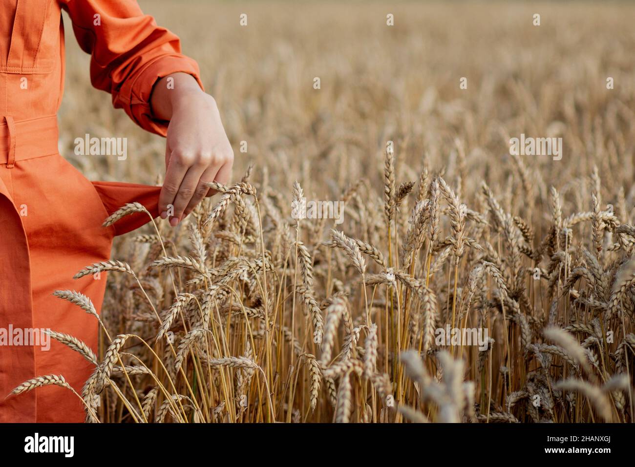 Sterbende weizenernte -Fotos und -Bildmaterial in hoher Auflösung – Alamy