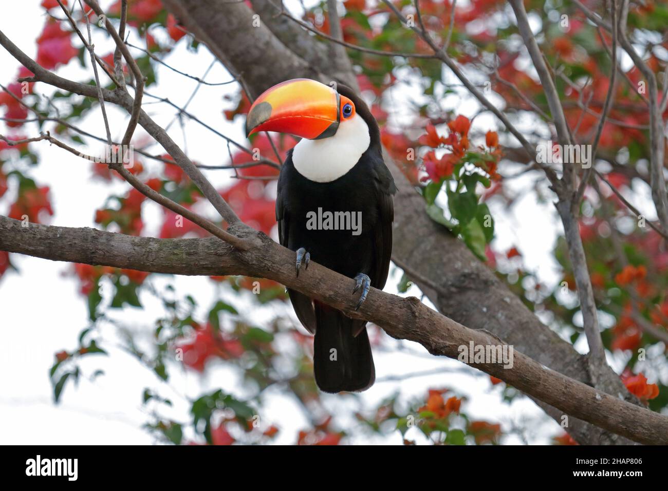 Common toucan -Fotos und -Bildmaterial in hoher Auflösung – Alamy