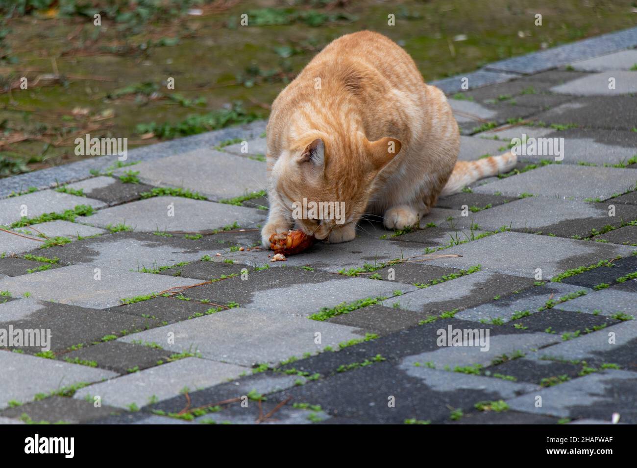 Katze isst fleisch -Fotos und -Bildmaterial in hoher Auflösung – Alamy