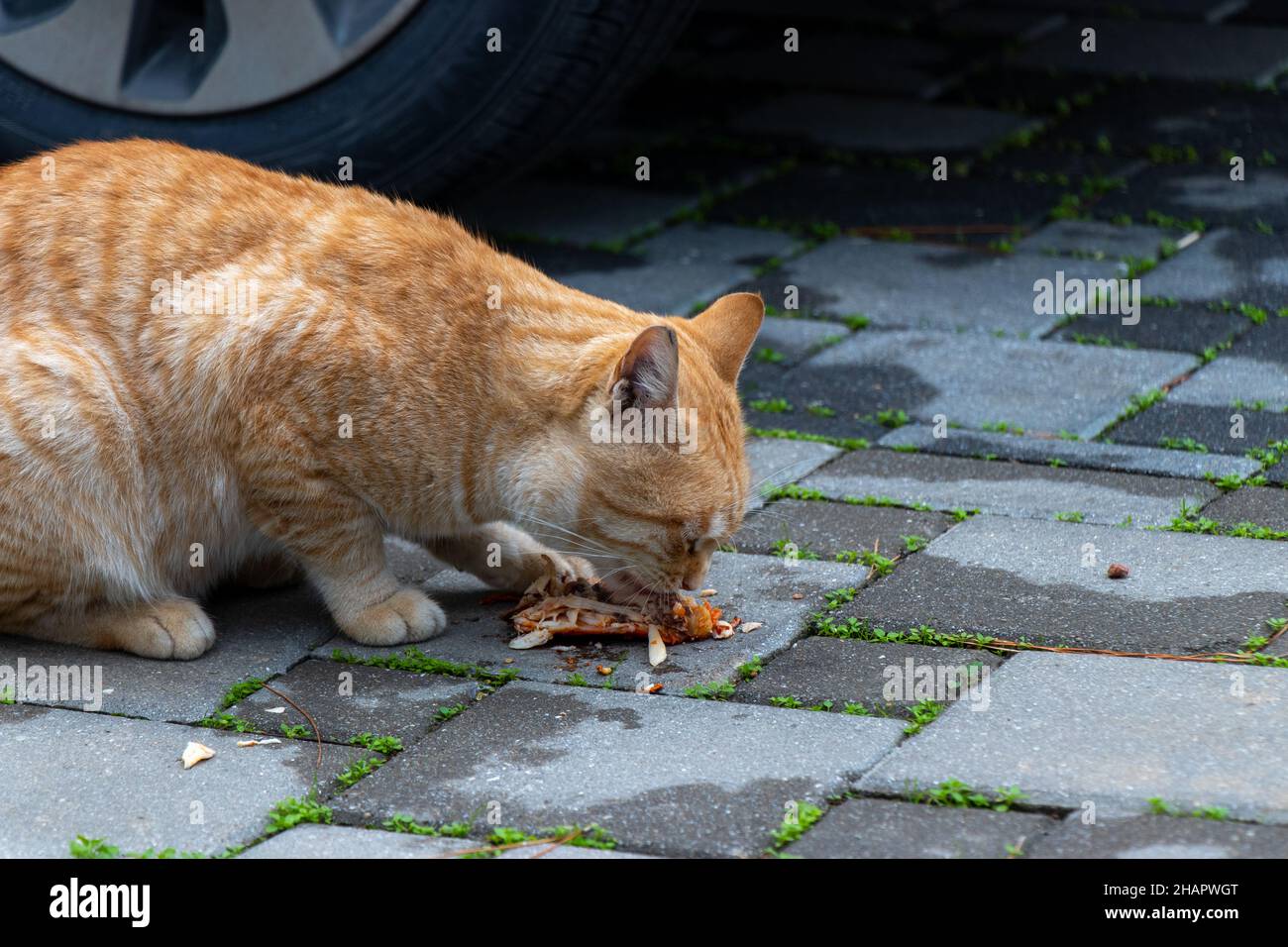 Katze isst fleisch -Fotos und -Bildmaterial in hoher Auflösung – Alamy