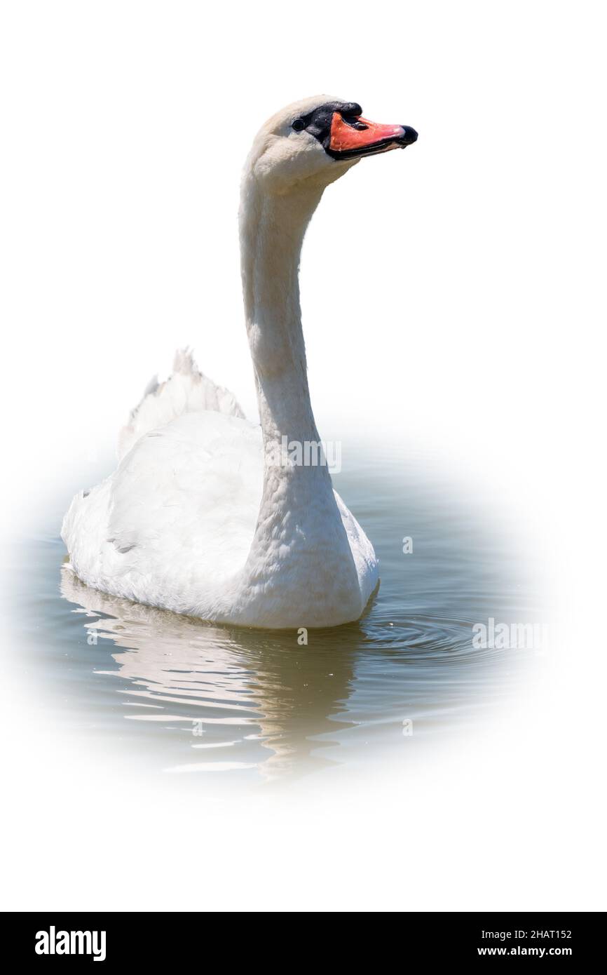 Anmutige weiße Schwan schwimmen im See, isoliert auf weißem Hintergrund ... Anmutige weiße Schwan schwimmen im See, isoliert auf weißem Hintergrund ...