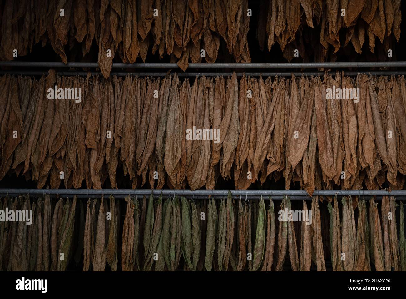 Tabakblatttrocknung bauernhof landwirtschaft rauchen -Fotos und ...