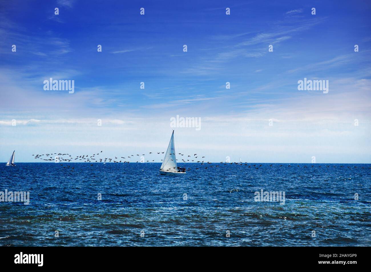 Die Vögel und das Segel - Outdoor-Szene auf dem Lake Ontario mit ...