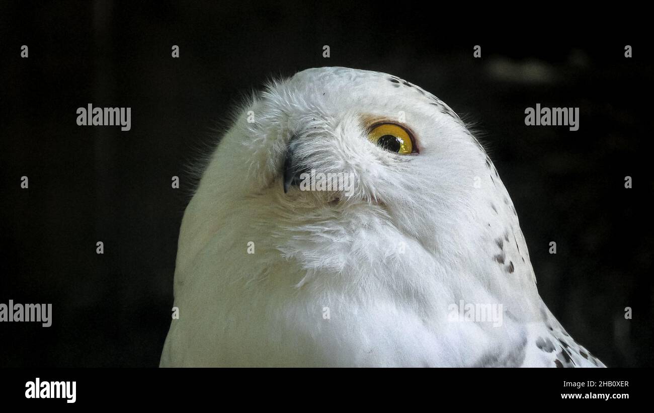 Polareule knast -Fotos und -Bildmaterial in hoher Auflösung – Alamy