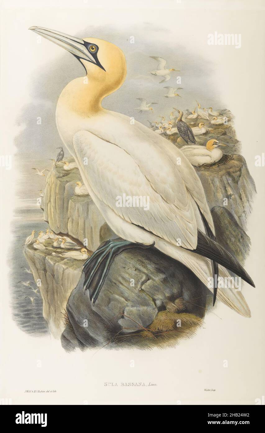 Solan goose -Fotos und -Bildmaterial in hoher Auflösung – Alamy