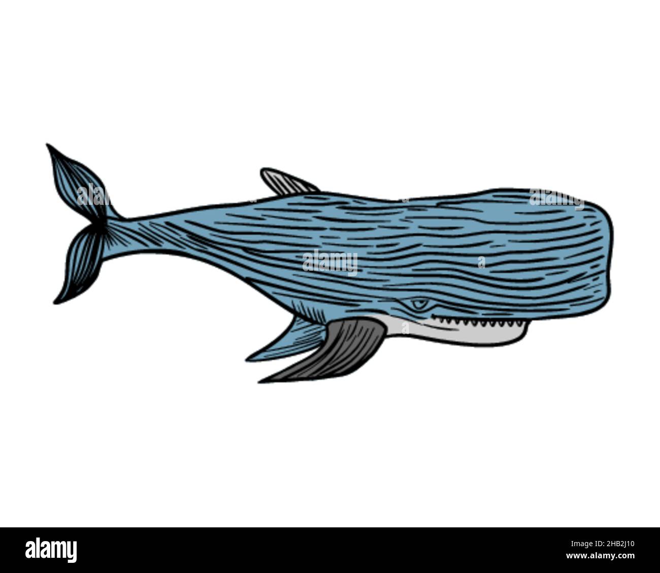 Riesiger pottwal Stock-Vektorgrafiken kaufen - Alamy