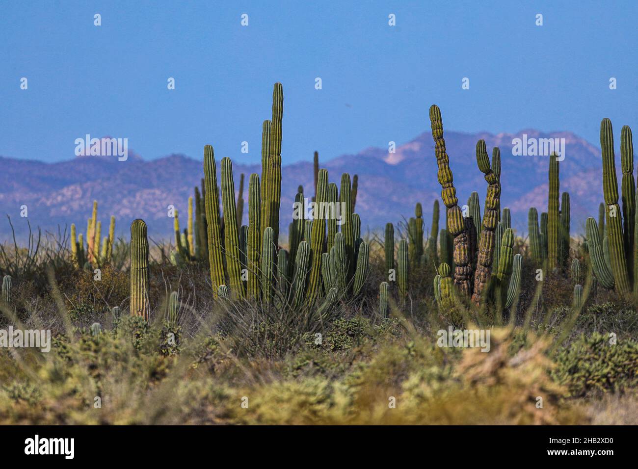 Kakteenwald, cardón saguaros, choya und Flora in der Umgebung von Kino ...