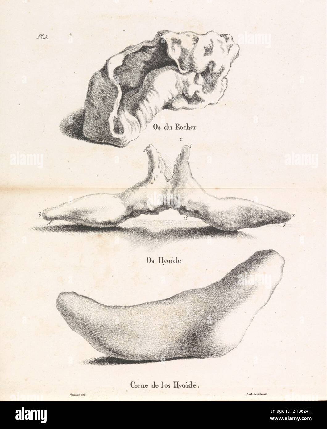 Os du rocher -Fotos und -Bildmaterial in hoher Auflösung – Alamy