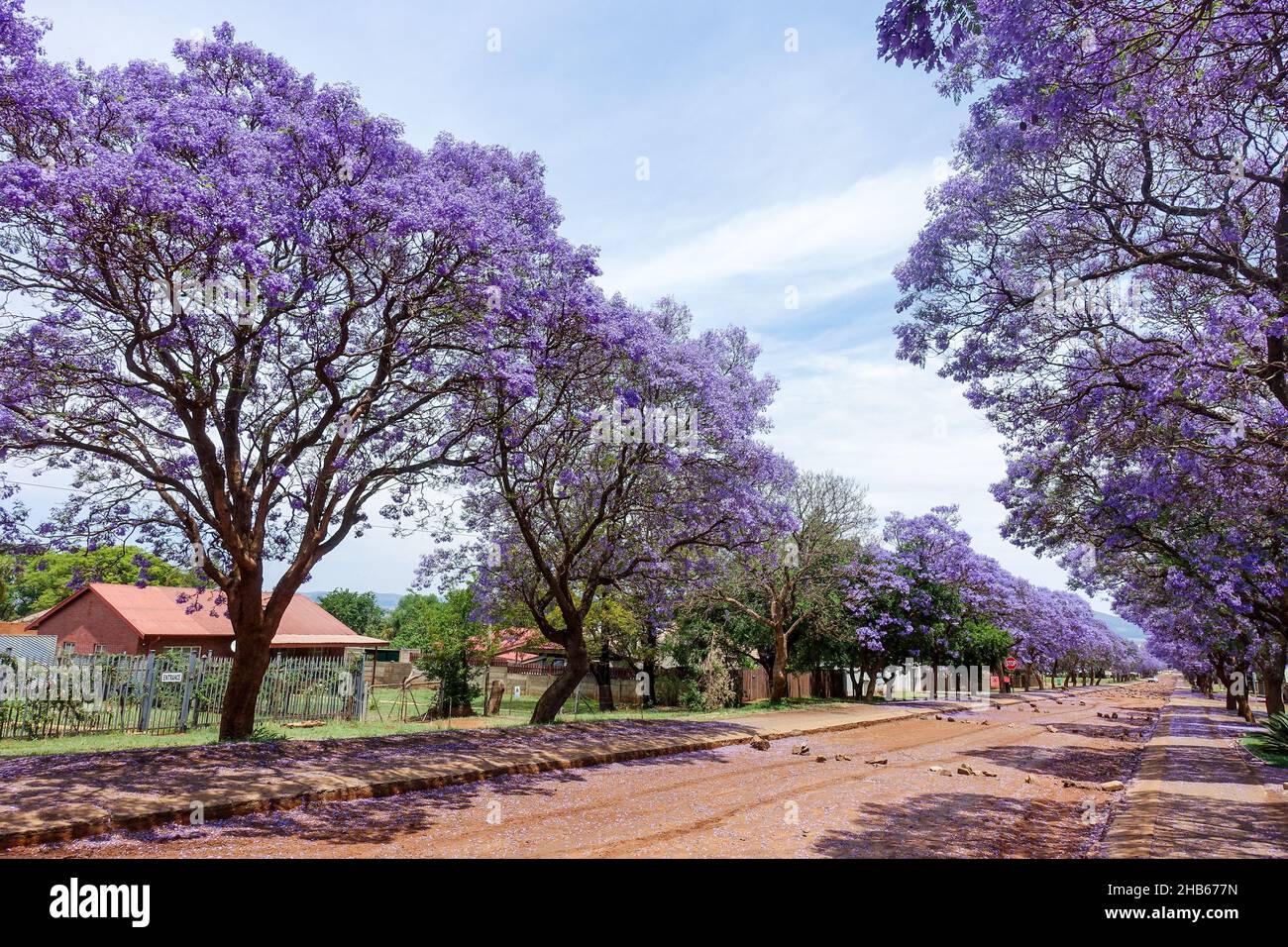 Jacaranda blossom south africa -Fotos und -Bildmaterial in hoher ...