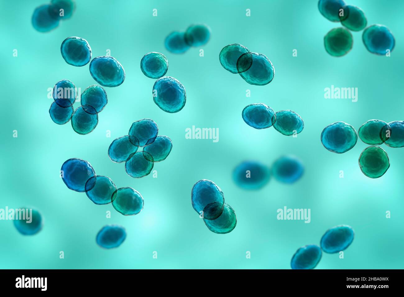 Lactococcus lactis -Fotos und -Bildmaterial in hoher Auflösung – Alamy