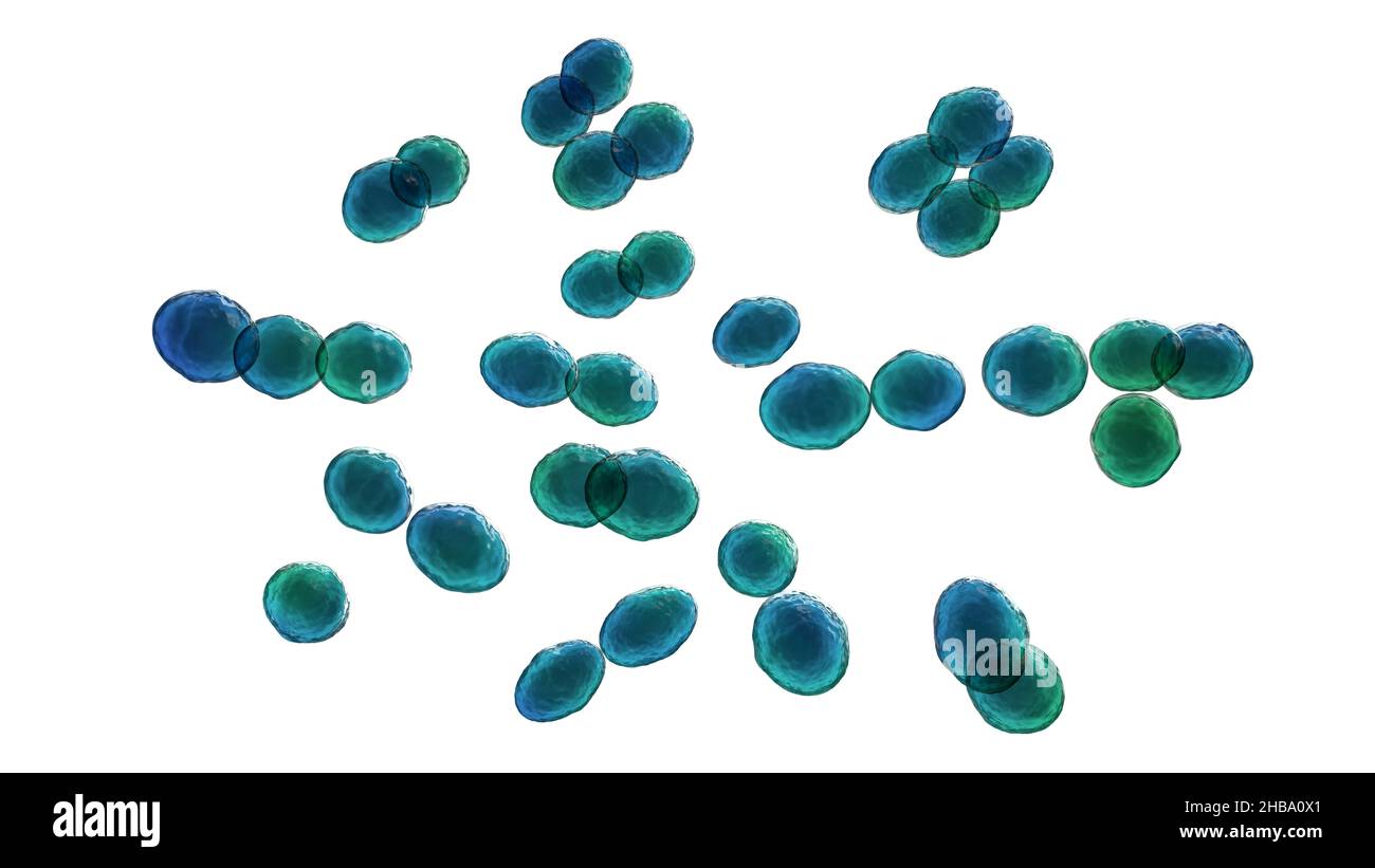Lactococcus lactis -Fotos und -Bildmaterial in hoher Auflösung – Alamy