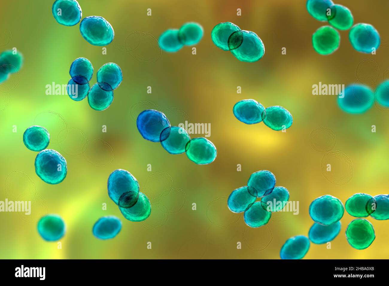 Lactococcus lactis -Fotos und -Bildmaterial in hoher Auflösung – Alamy