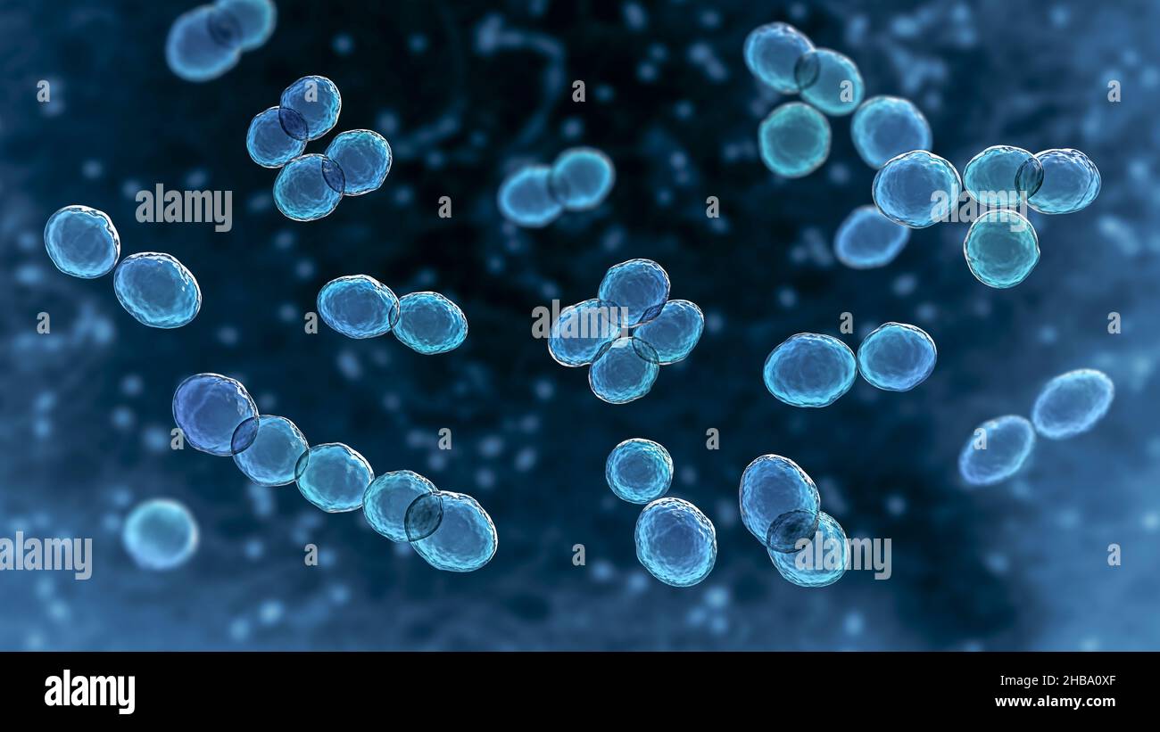 Lactococcus lactis -Fotos und -Bildmaterial in hoher Auflösung – Alamy