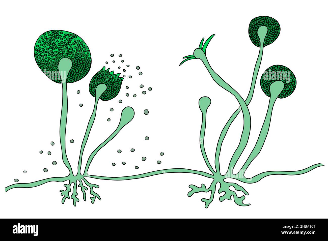Rhizopus Pilz, Illustration. Einige Rhizopus-Arten sind ...