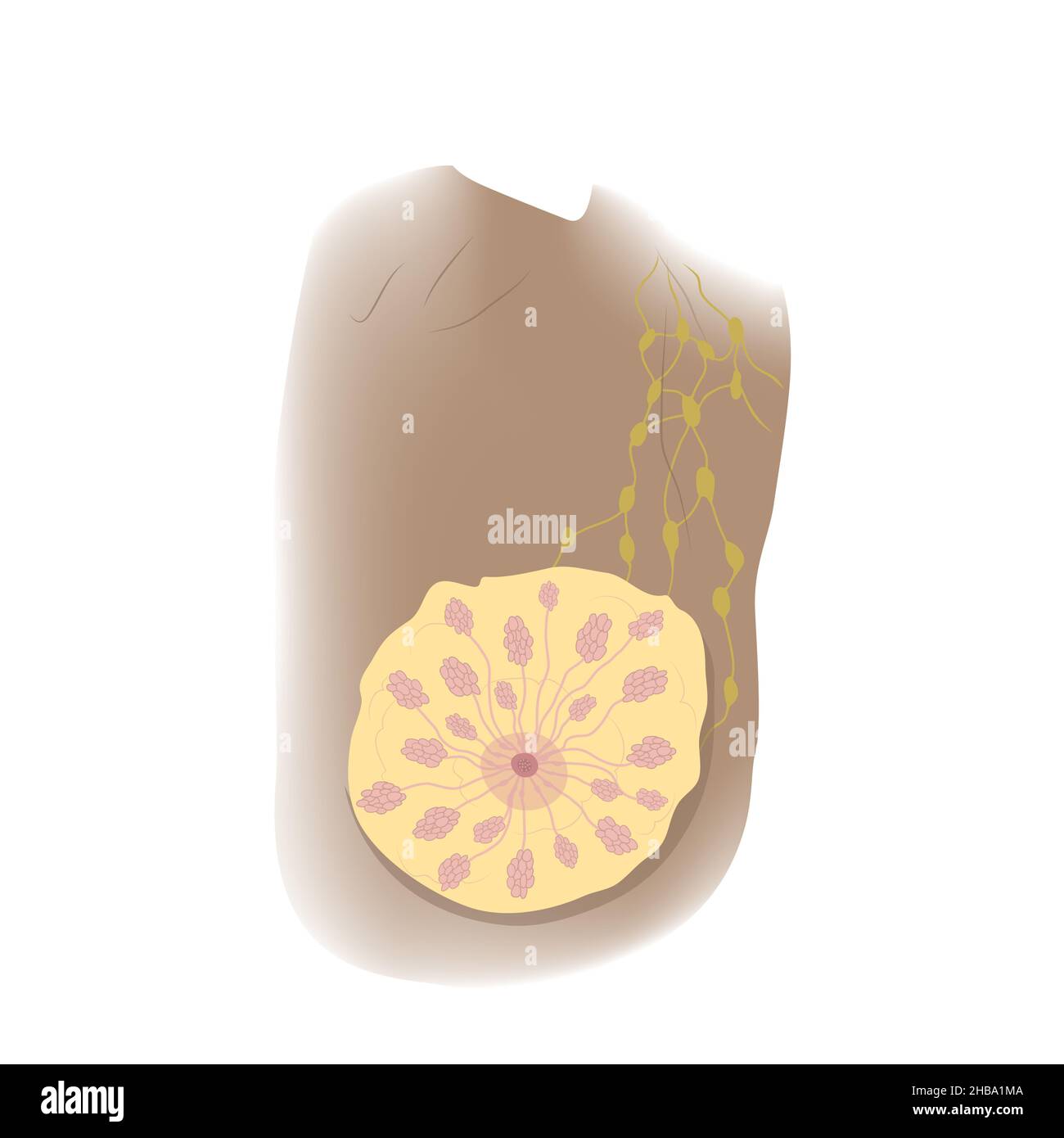 Weibliche Brust-Anatomie, Abbildung Stockfotografie - Alamy