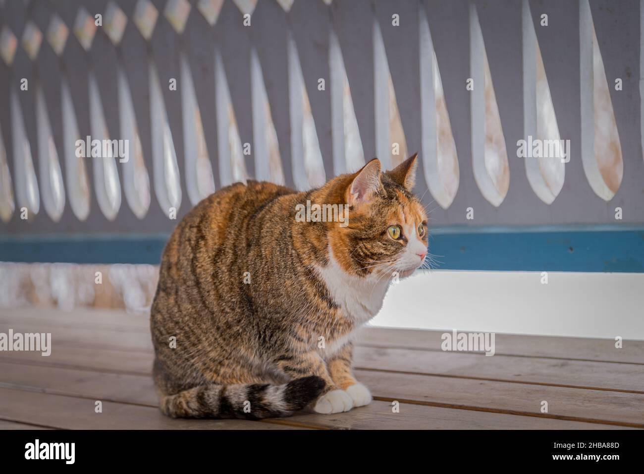 Profil von katze -Fotos und -Bildmaterial in hoher Auflösung – Alamy