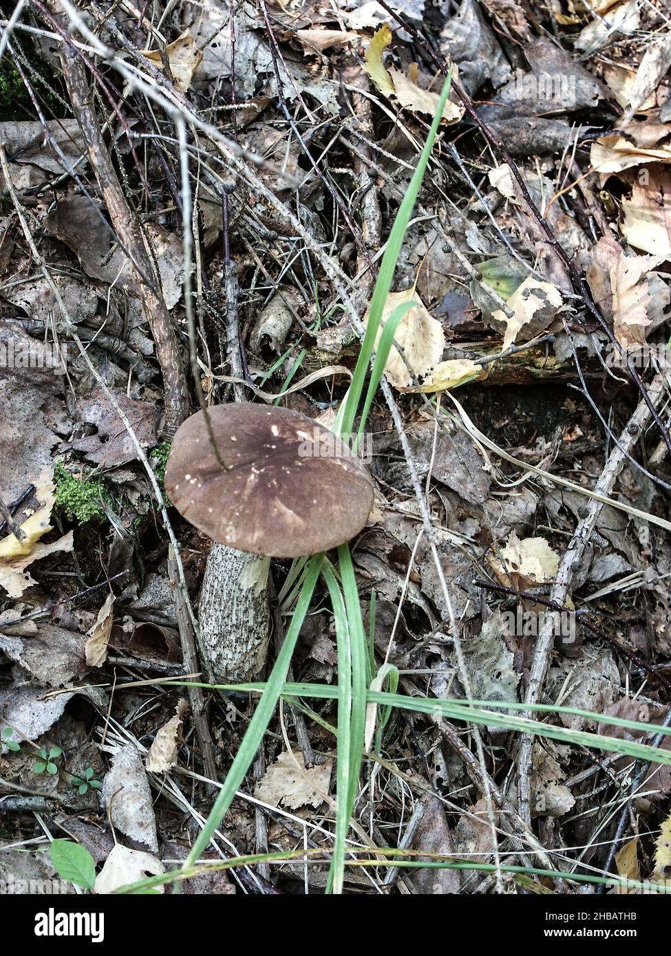 Polnische waldpilze -Fotos und -Bildmaterial in hoher Auflösung – Alamy