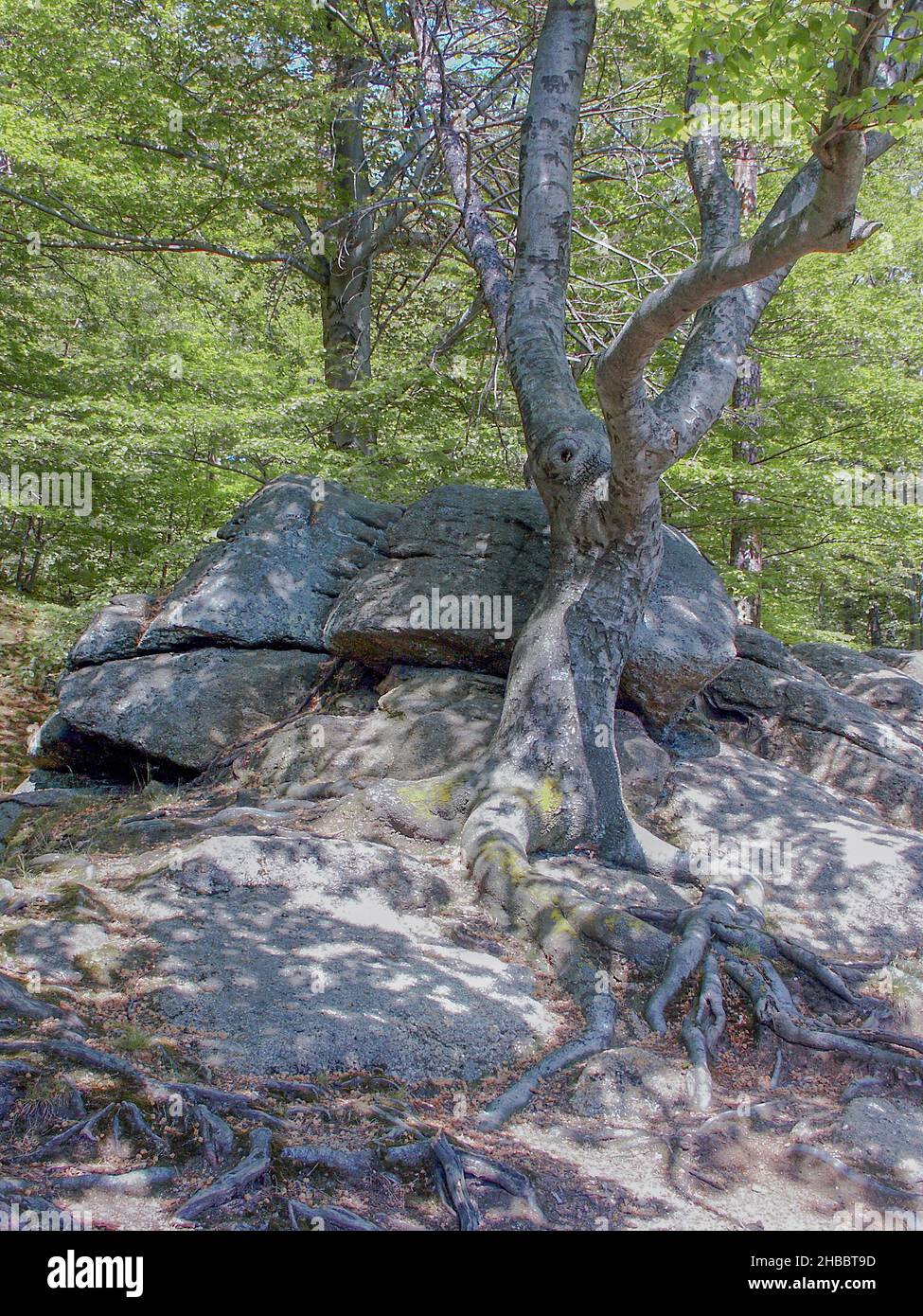 Karkonosze Berge, wilde Natur, alte Wälder und Bäche, Wasserfelsen und ...