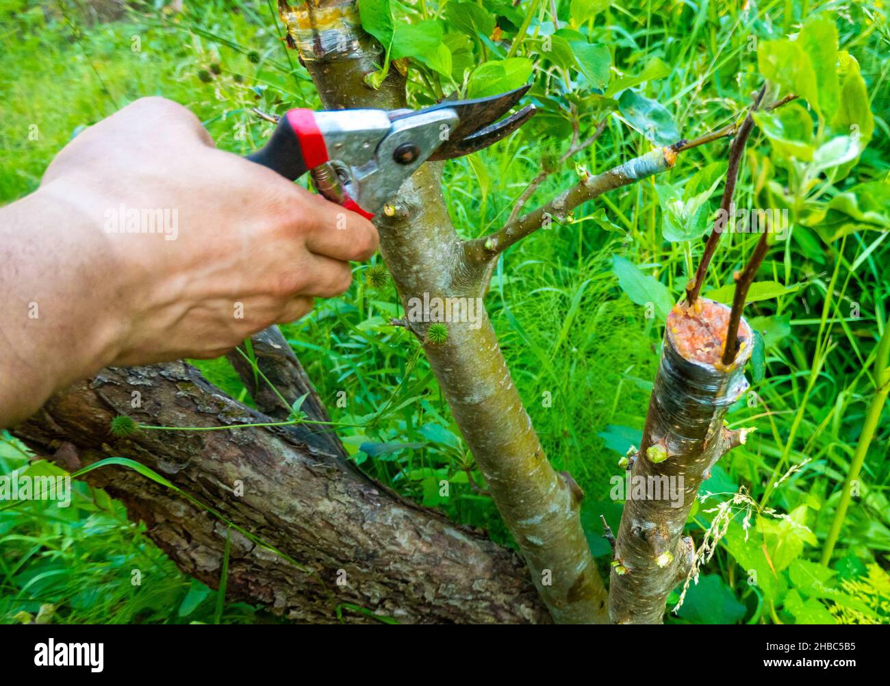 Graft fruit tree -Fotos und -Bildmaterial in hoher Auflösung – Alamy
