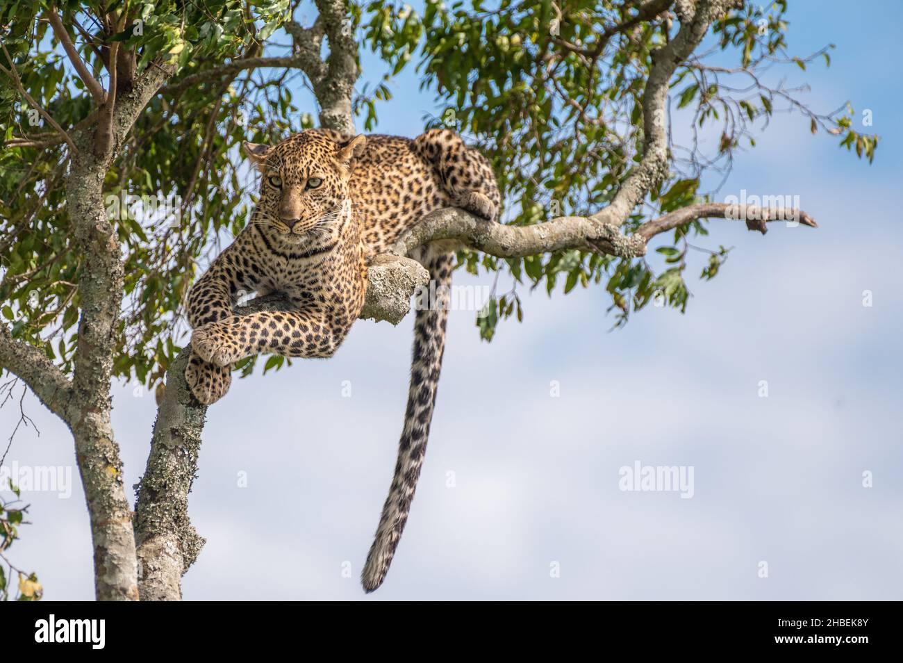 Leopard im baum liegen -Fotos und -Bildmaterial in hoher Auflösung – Alamy