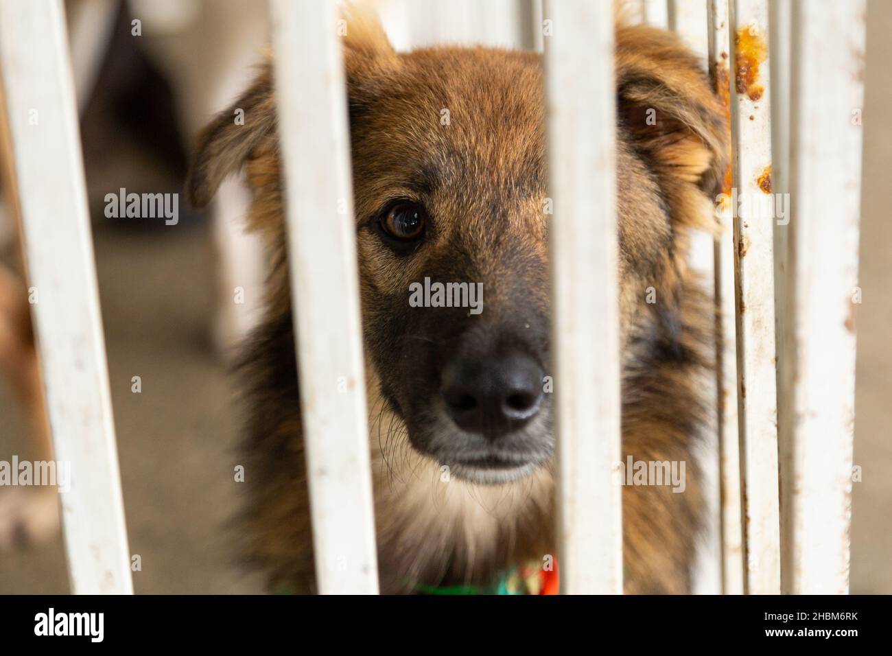 Einen streuner adoptieren -Fotos und -Bildmaterial in hoher Auflösung ...