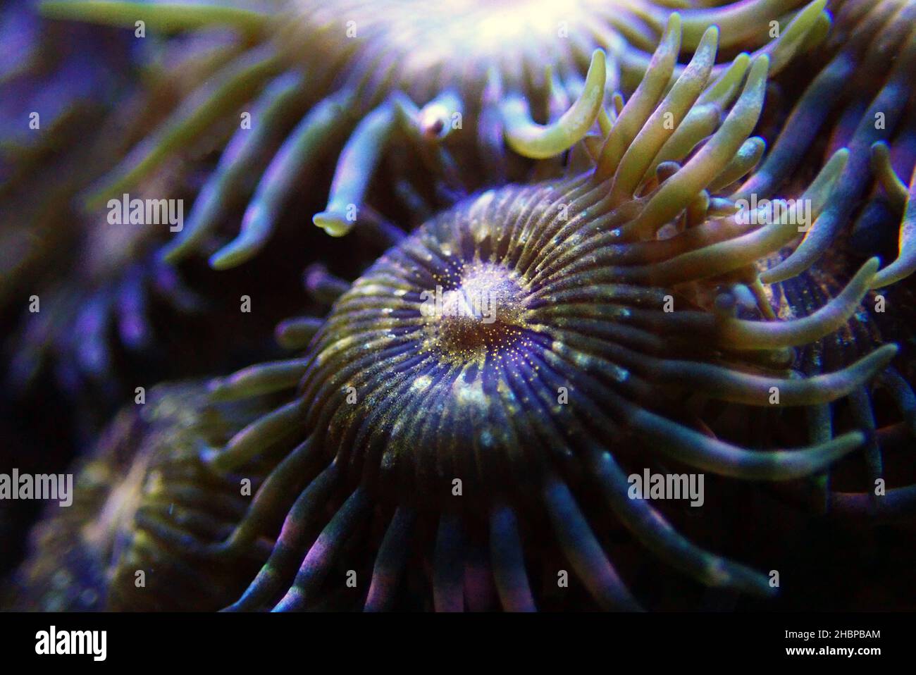 Polypen isoliert -Fotos und -Bildmaterial in hoher Auflösung – Alamy