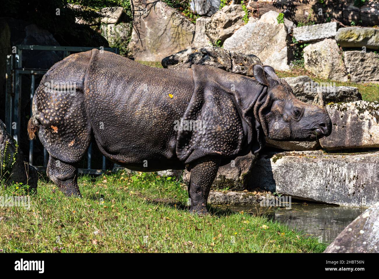 Das indische Nashorn, Rhinoceros unicornis wird auch als größere One-horned Rhinoceros und ...