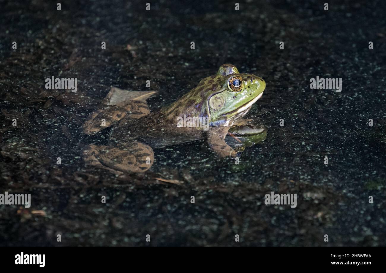 Invasive amphibie -Fotos und -Bildmaterial in hoher Auflösung – Alamy