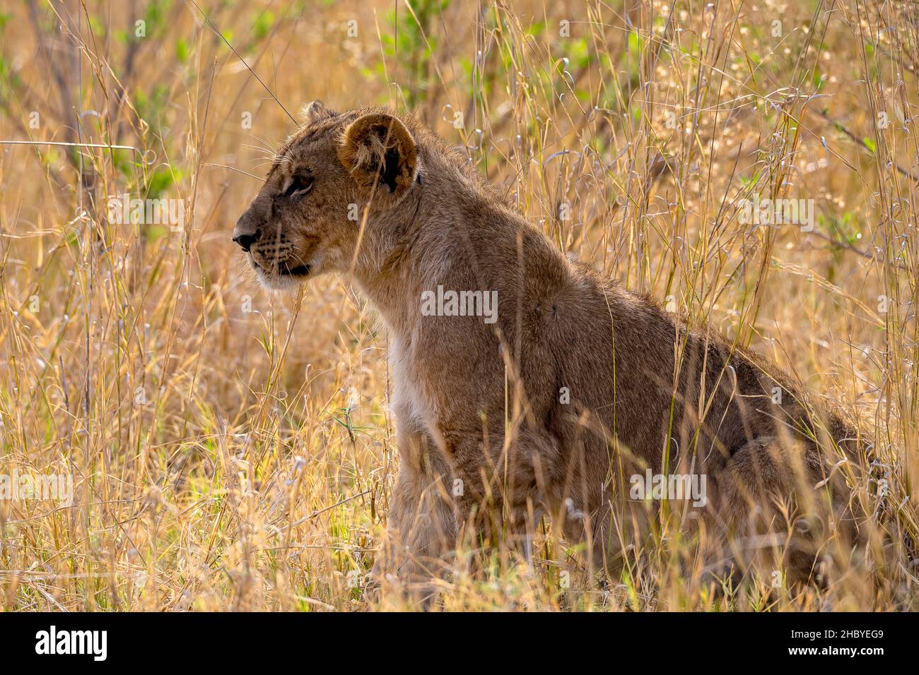 Der Löwe (Panthera leo) versteckt sich im hohen Gras, während die Löwin ...