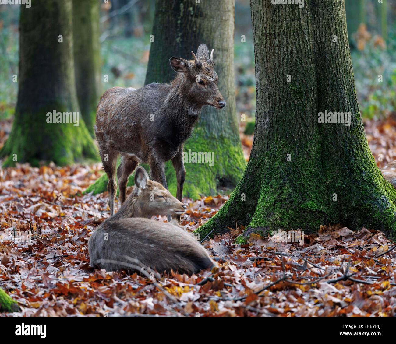 Sika game -Fotos und -Bildmaterial in hoher Auflösung – Alamy