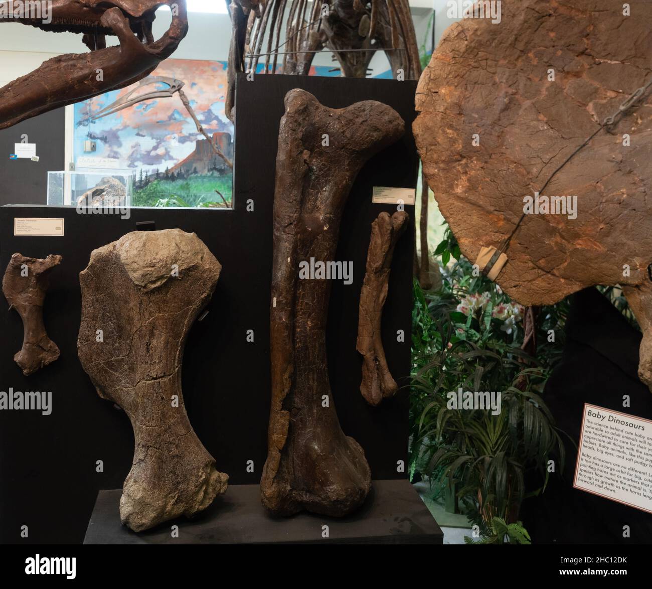 Knochen im museum gefunden -Fotos und -Bildmaterial in hoher Auflösung ...