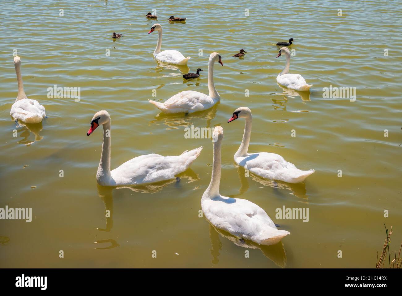 Eine große Schar anmutiger weißer Schwäne schwimmt im See, Schwäne in ...